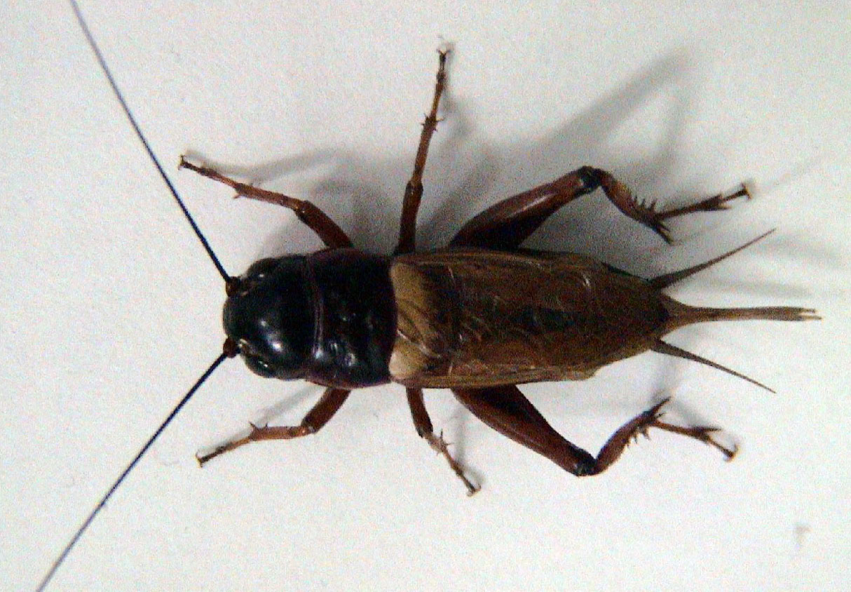 Invertebrate Brain Platform - Database of Sensors, Brains, and ...