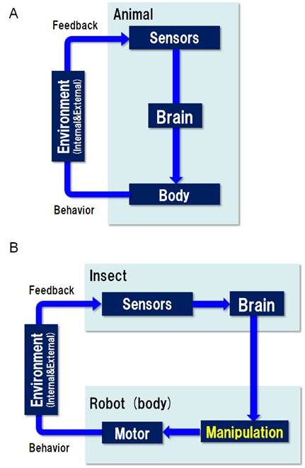 Invertebrate Brain Platform