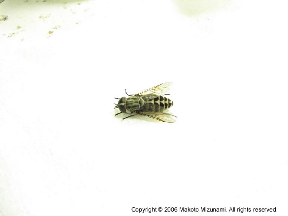 Invertebrate Brain Platform