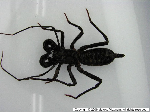 Invertebrate Brain Platform - Vinegarone