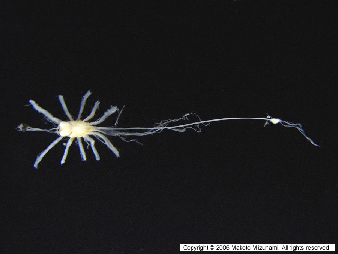 Invertebrate Brain Platform - Vinegarone