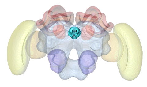Invertebrate Brain Platform