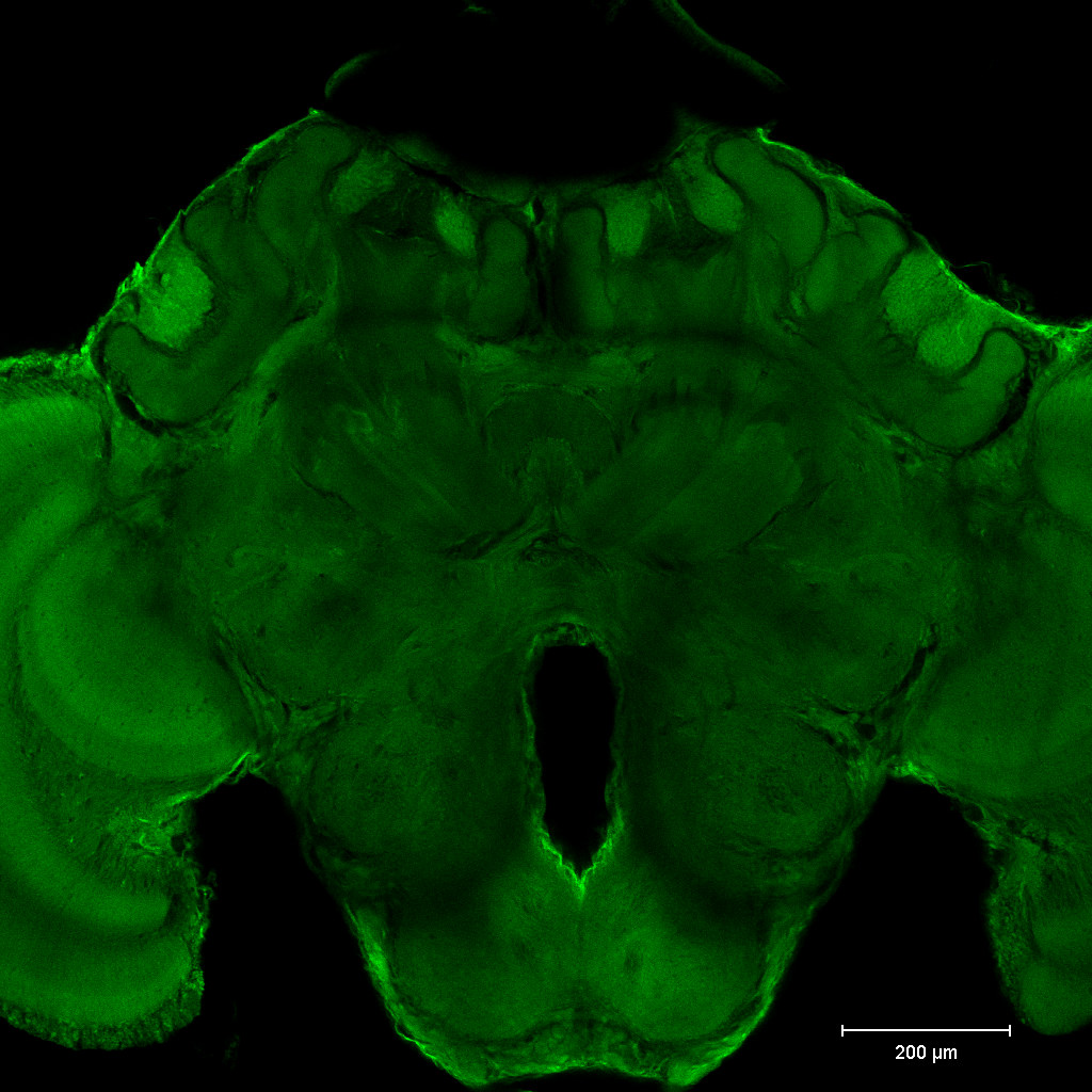 Invertebrate Brain Platform - HoneybeeDB