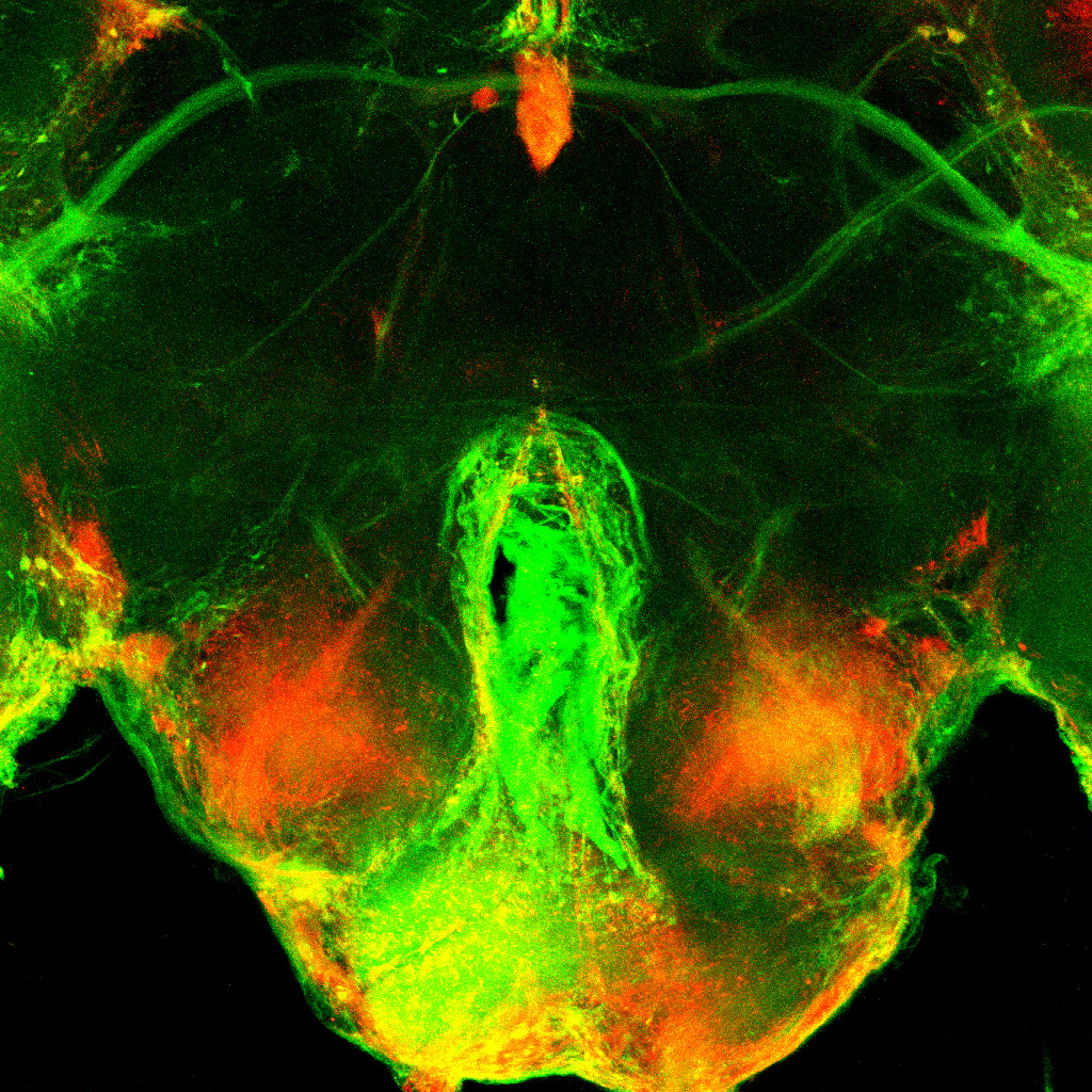 Invertebrate Brain Platform - HoneybeeDB