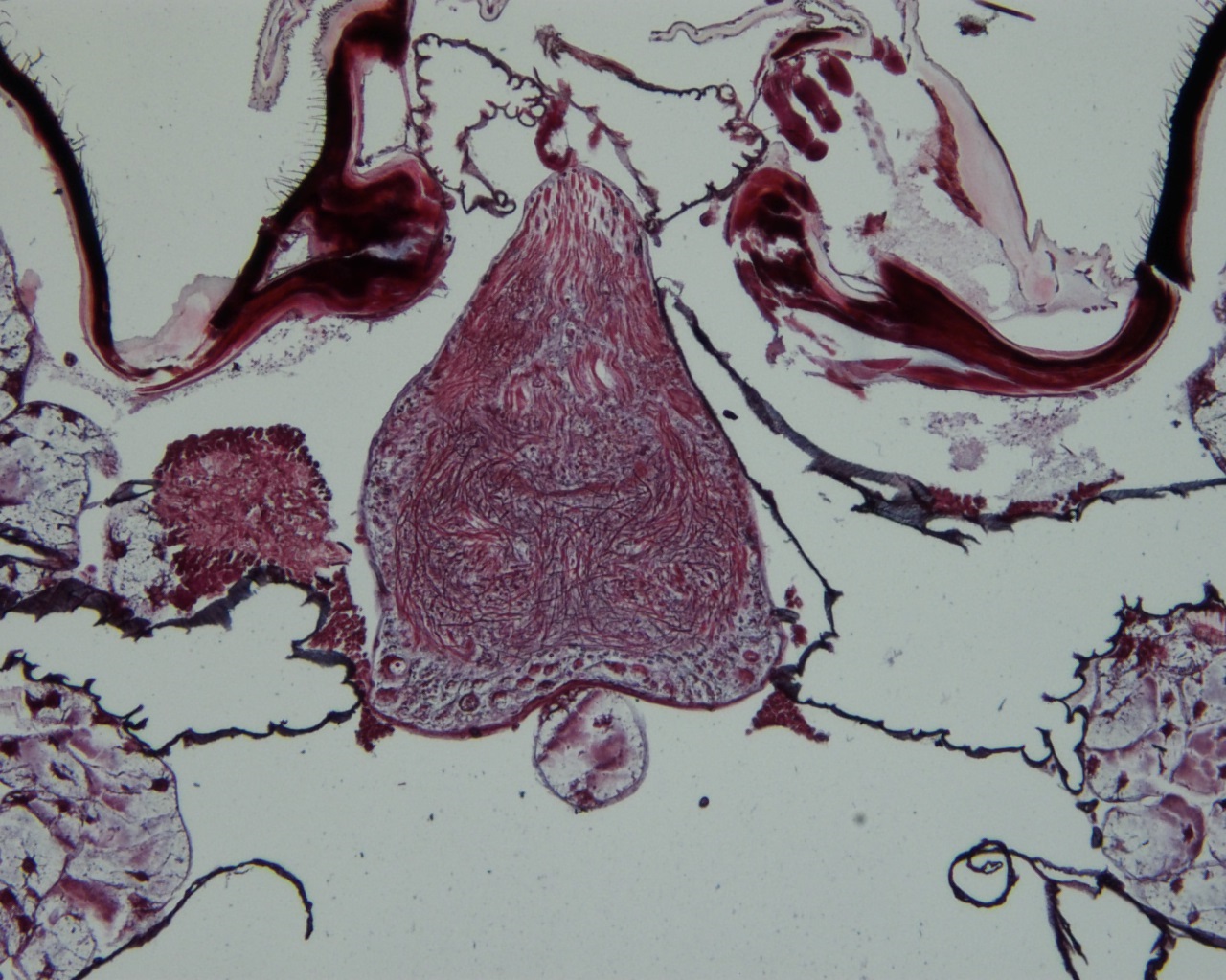 Invertebrate Brain Platform - Protophormia terraenovae