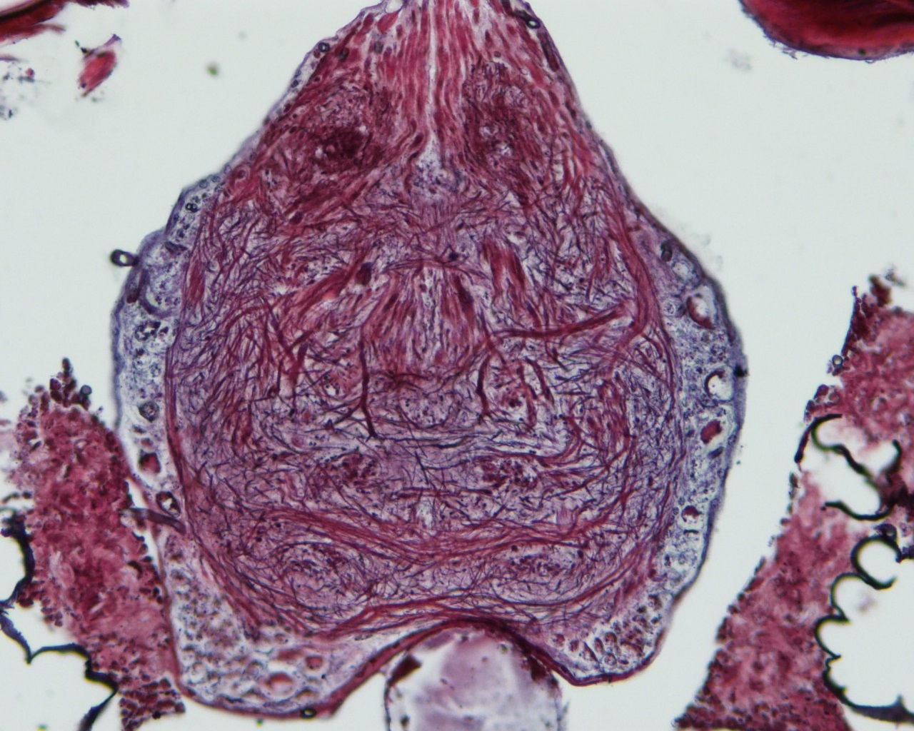 Invertebrate Brain Platform - Protophormia terraenovae