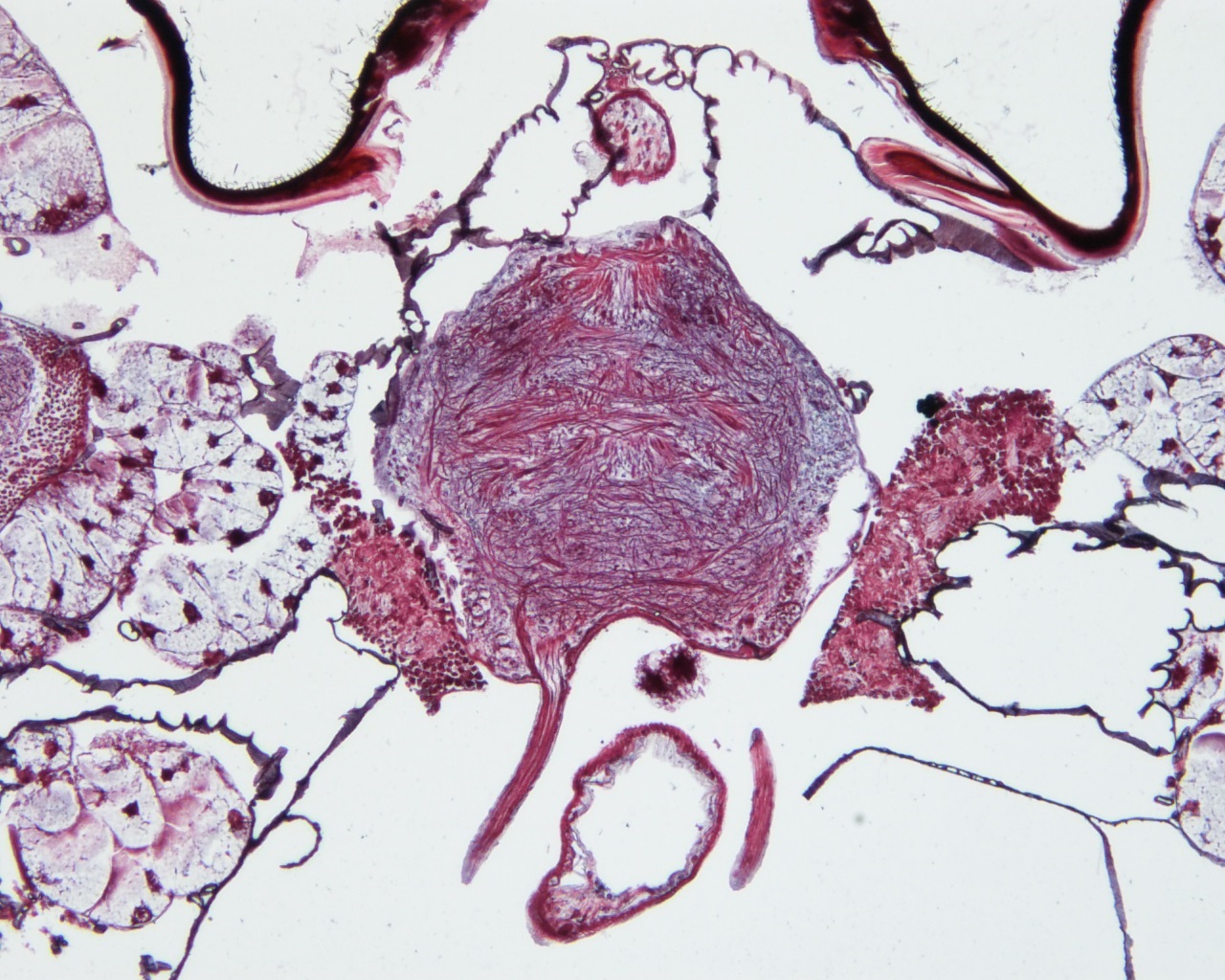 Invertebrate Brain Platform - Protophormia terraenovae