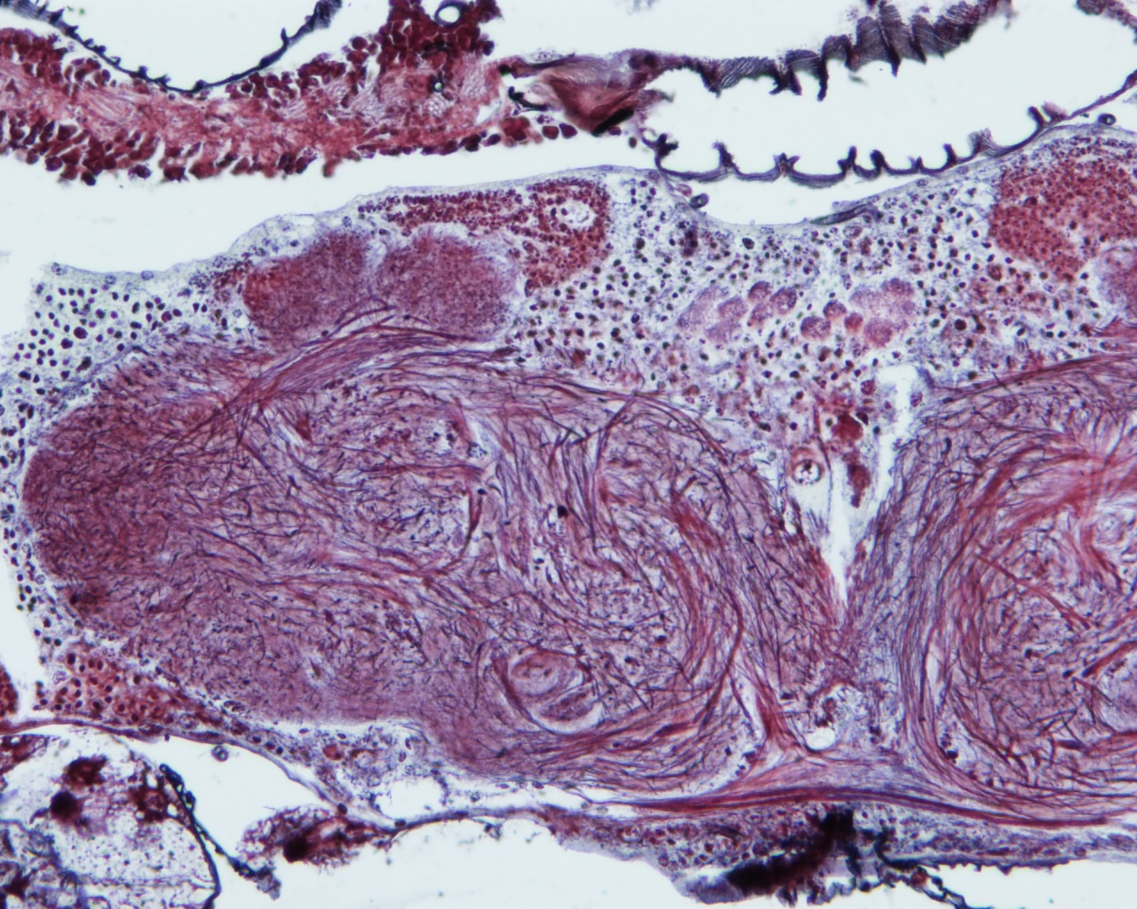 Invertebrate Brain Platform