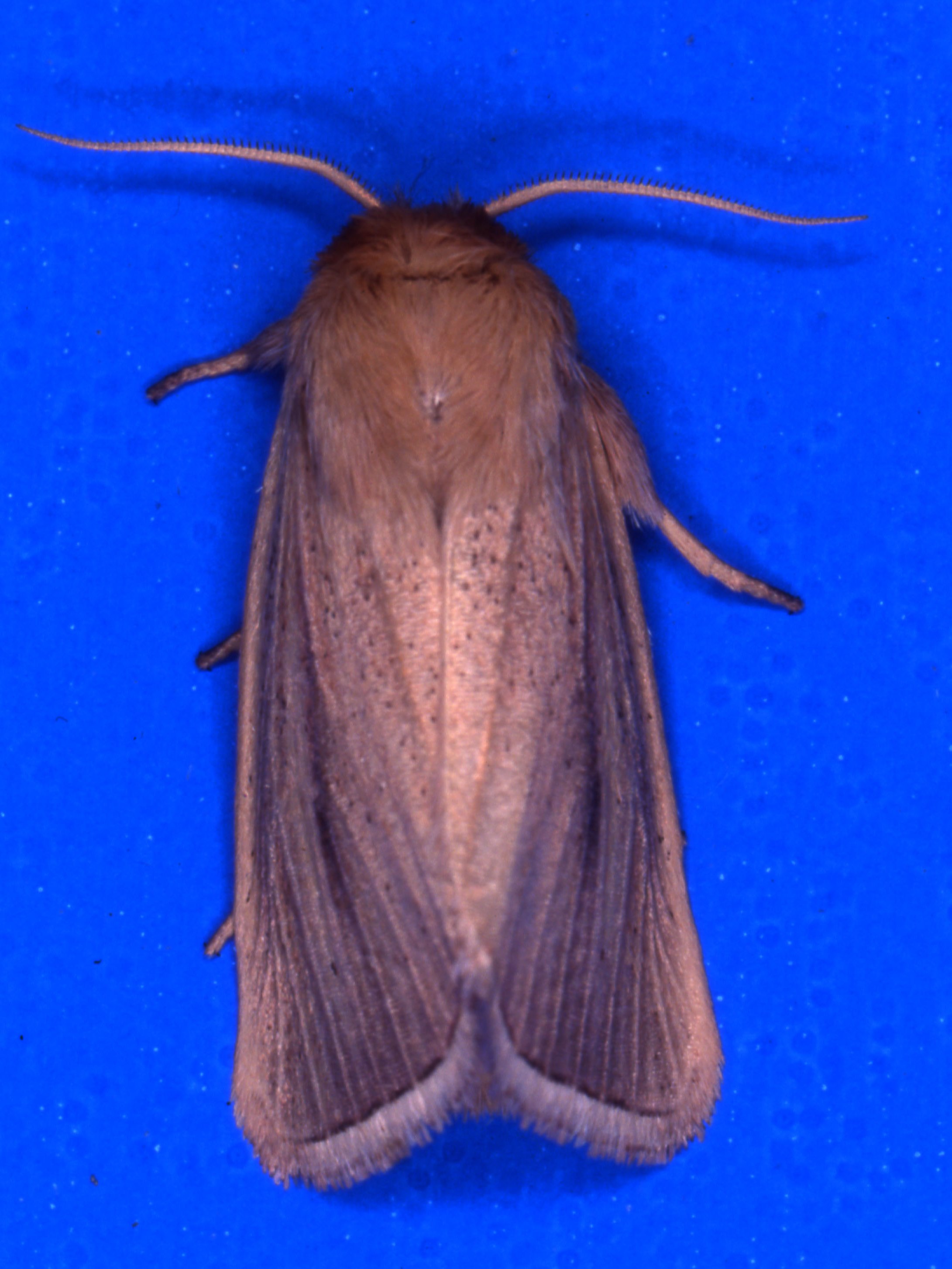 Invertebrate Brain Platform