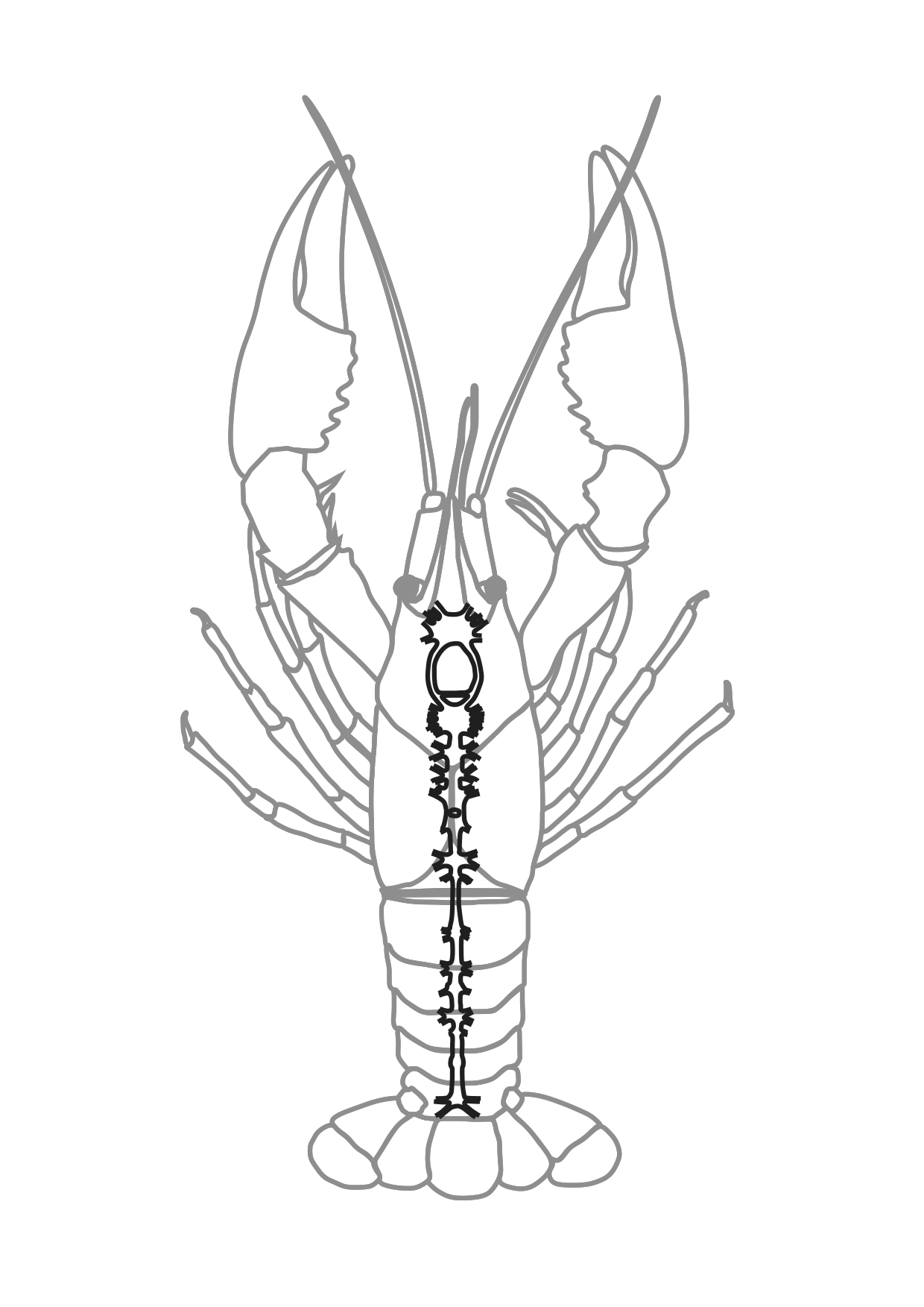 Invertebrate Brain Platform