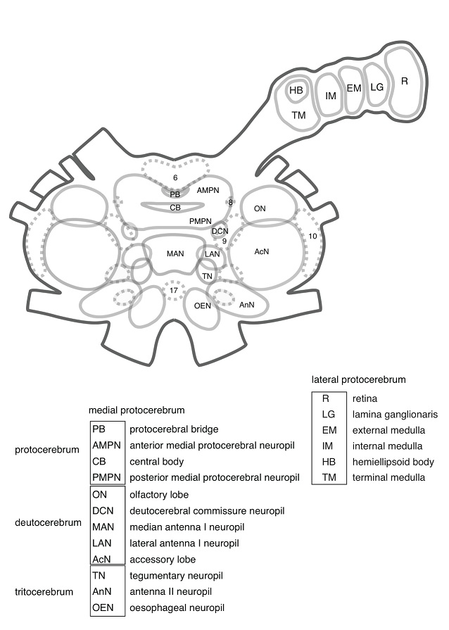 Invertebrate Brain Platform