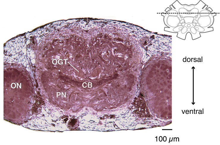 Invertebrate Brain Platform