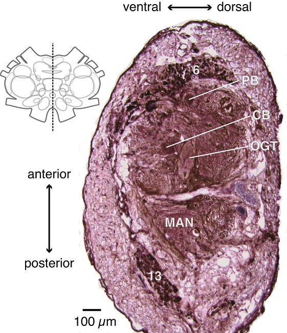 Invertebrate Brain Platform