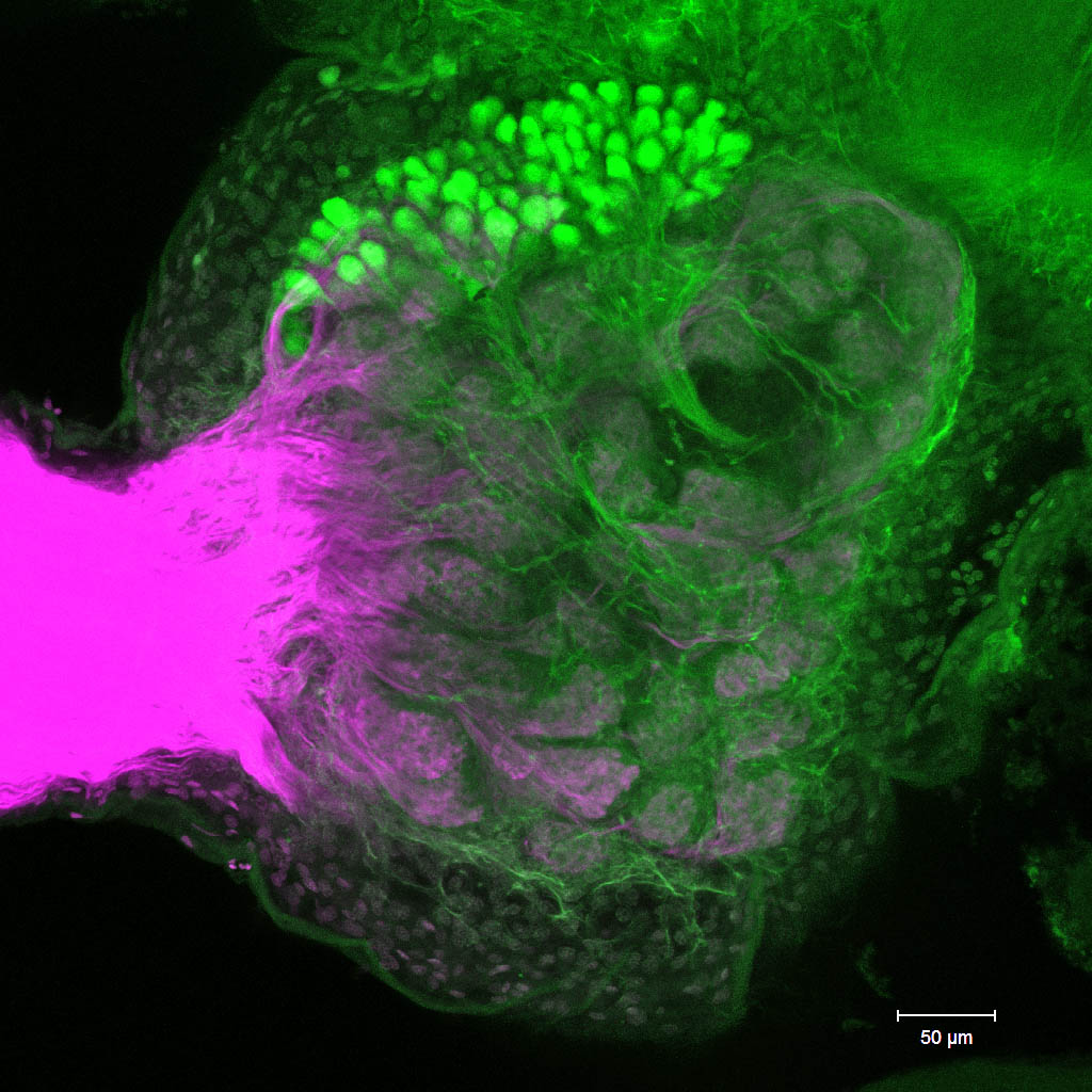 Invertebrate Brain Platform