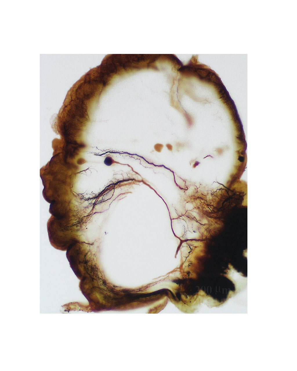 Invertebrate Brain Platform