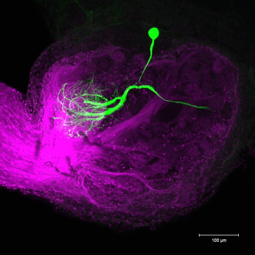 Invertebrate Brain Platform