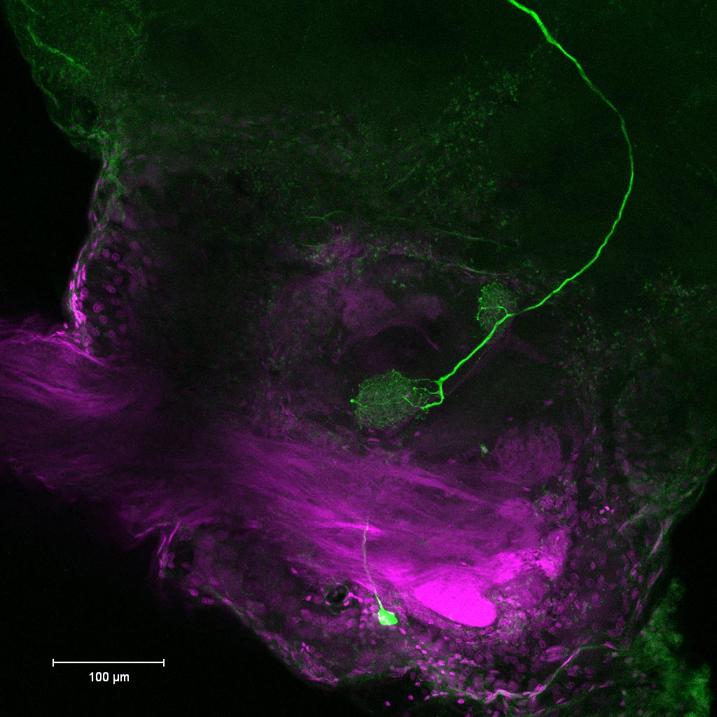 Invertebrate Brain Platform