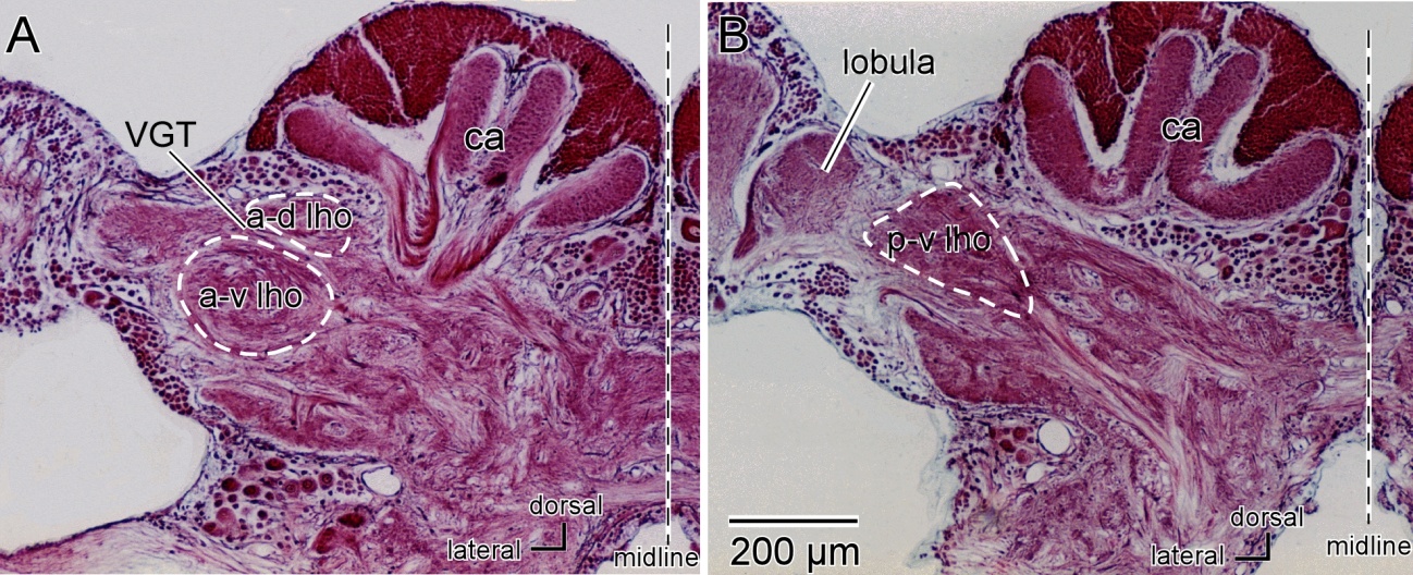 Invertebrate Brain Platform