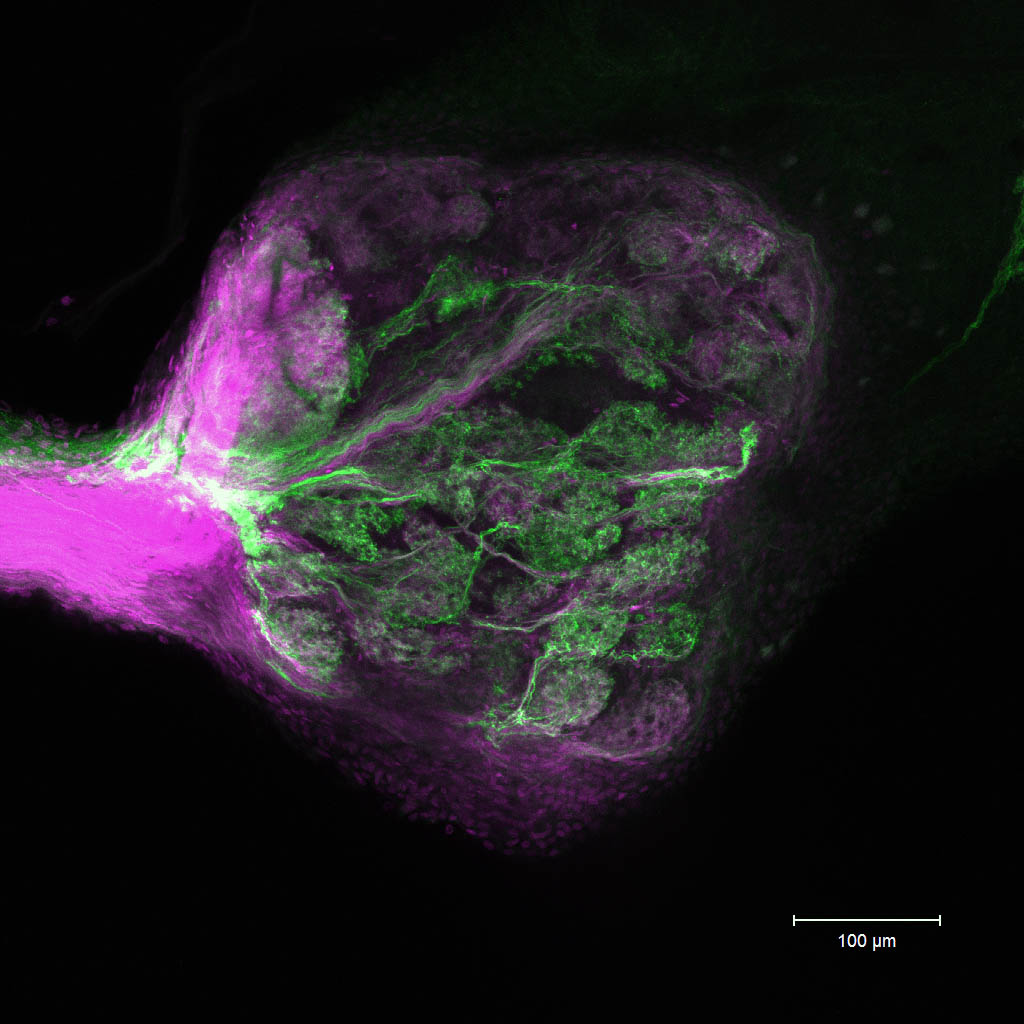 Invertebrate Brain Platform