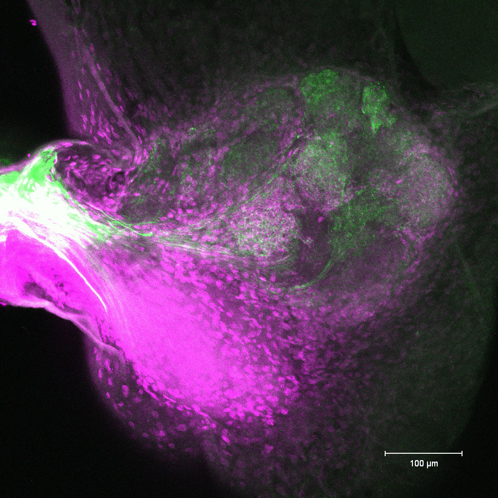 Invertebrate Brain Platform