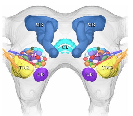 Invertebrate Brain Platform