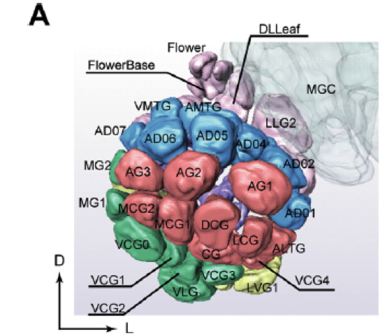 Invertebrate Brain Platform